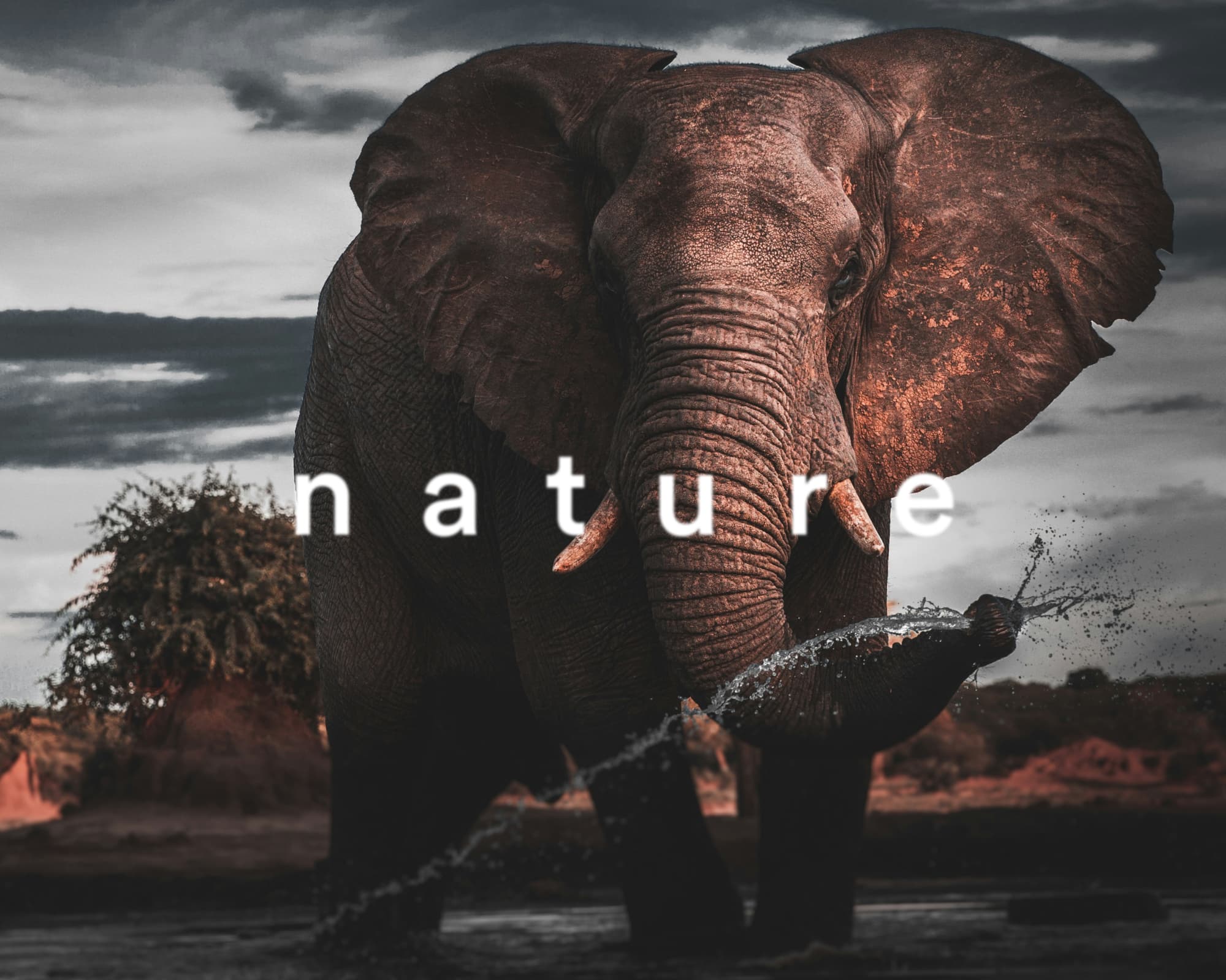 Nature | WavMaker